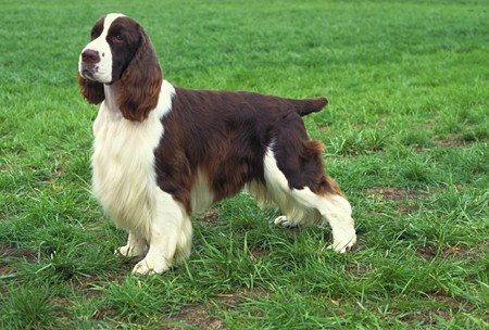 Anglický špringršpaněl (English Springer Spaniel) - ChovZvířat.cz