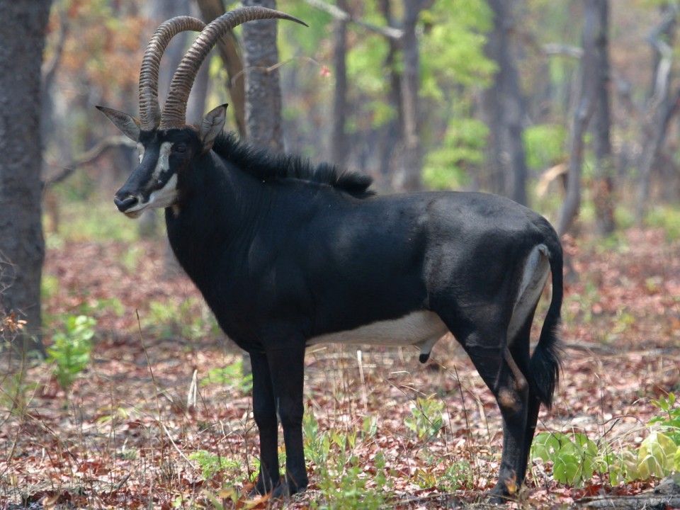 Antilopa vraná (Hippotragus niger) - ChovZvířat.cz