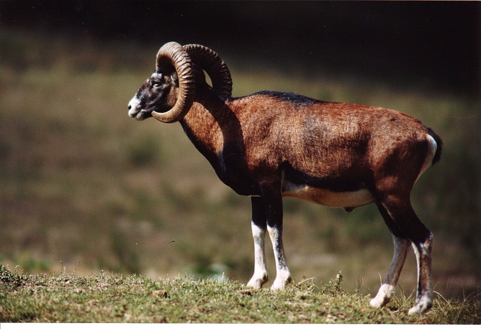 Argali altajský (Ovis ammon) - ChovZvířat.cz