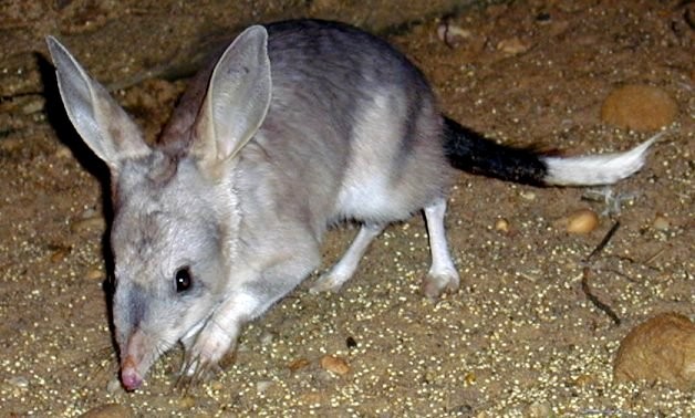 Bandikut králíkovitý (Macrotis lagotis) - ChovZvířat.cz