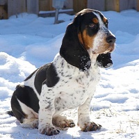 Baset (Basset Hound) - ChovZvířat.cz