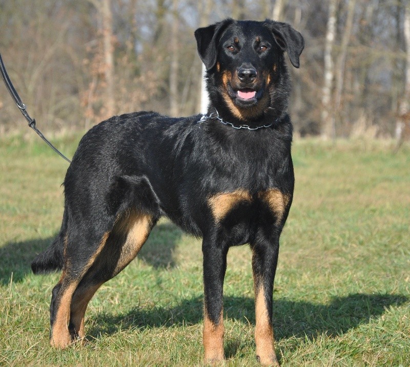 Beauceron (Berger de Beauce) - ChovZvířat.cz