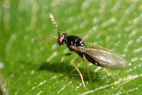 Bejlomorka buková (Mikiola fagi) - ChovZvířat.cz