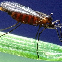 Bejlomorka obilná (Mayetiola destructor) - ChovZvířat.cz