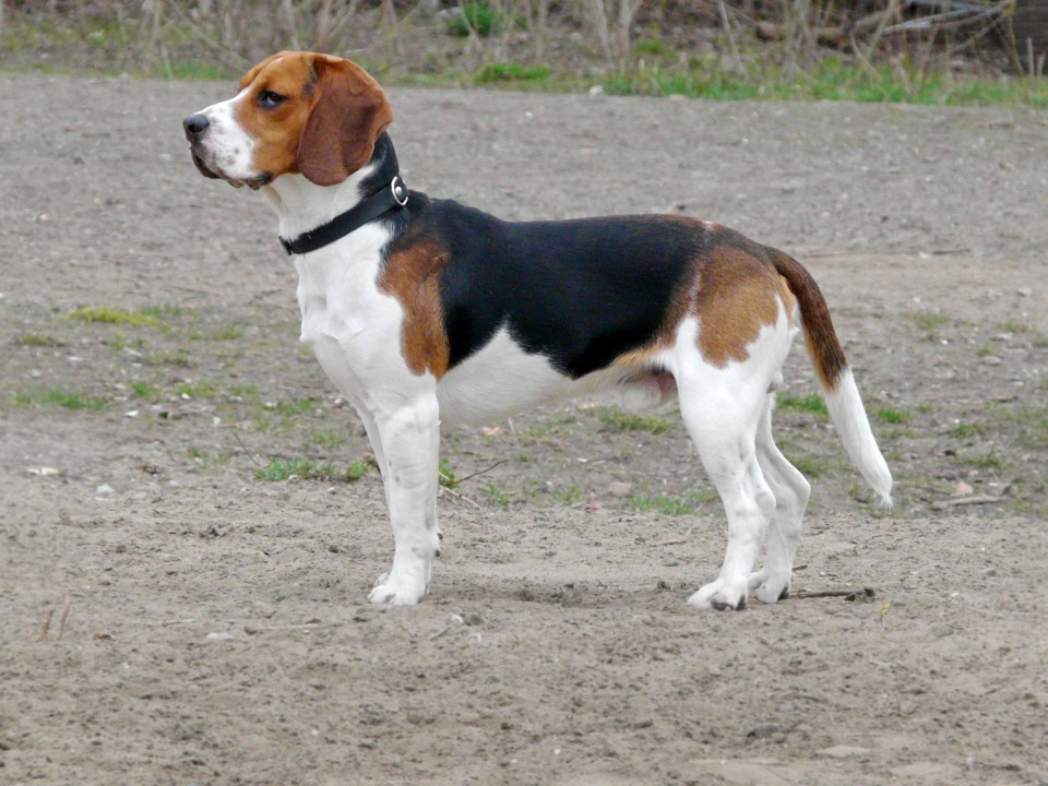 Bígl (Beagle) - ChovZvířat.cz