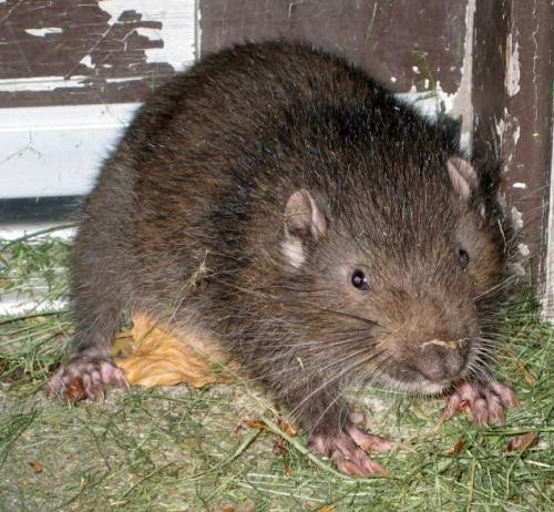 Bobruška (Aplodontia rufa nigra) - ChovZvířat.cz