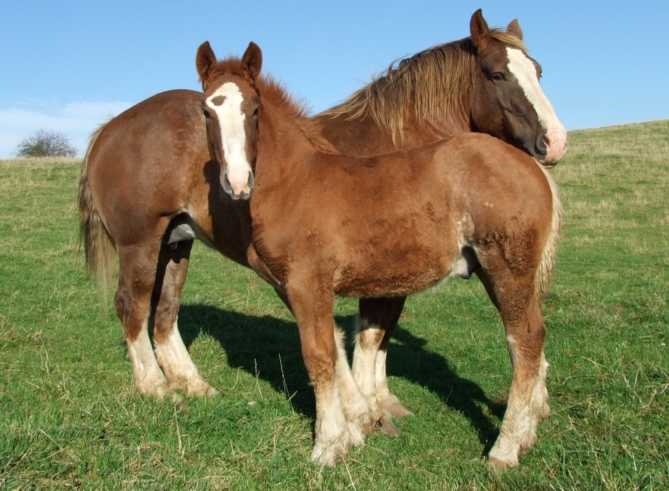 Bretaňský kůň (Breton) - ChovZvířat.cz