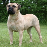 Bulmastif (Bullmastiff) - ChovZvířat.cz