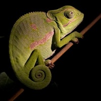 Chameleon límcový (Chamaeleo dilepis) - ChovZvířat.cz