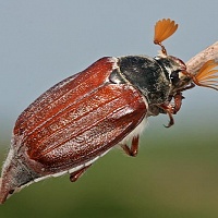 Chroust obecný (Melolontha melolontha) - ChovZvířat.cz