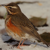 Drozd cvrčala (Turdus iliacus) - ChovZvířat.cz