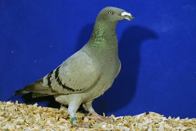 Exhibiční holub - ChovZvířat.cz