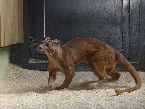 Fosa (Cryptoprocta ferox) - ChovZvířat.cz