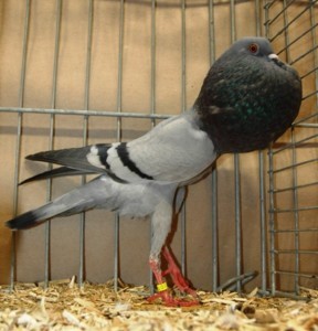 Holub Brněnský voláč - ChovZvířat.cz