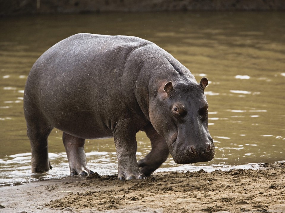 Hroch obojživelný (Hippopotamus amphibius) - ChovZvířat.cz