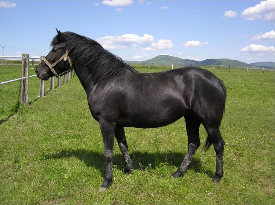 Hucul (Equus ferus caballus) - ChovZvířat.cz