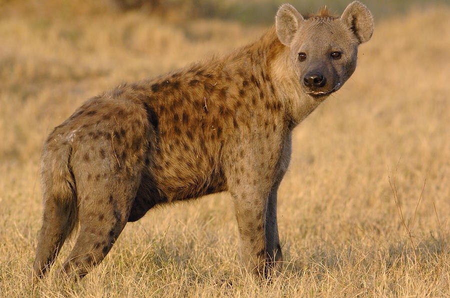 Hyena skvrnitá (Crocuta crocuta) - ChovZvířat.cz
