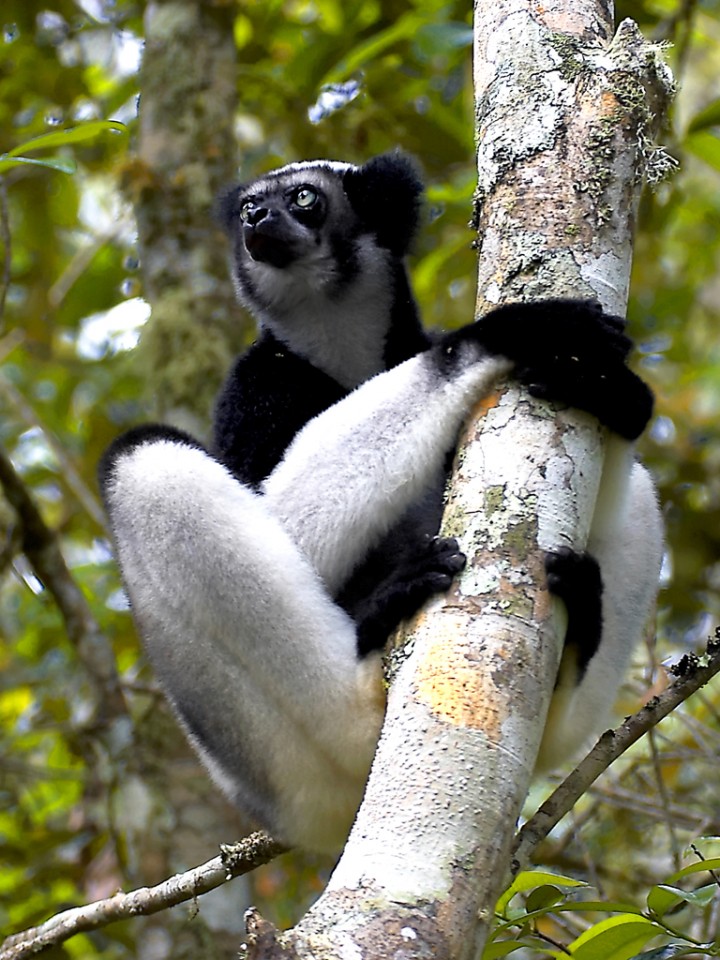 Indri (Indri indri) - ChovZvířat.cz