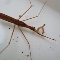 Jehlanka válcovitá (Ranatra linearis) - ChovZvířat.cz