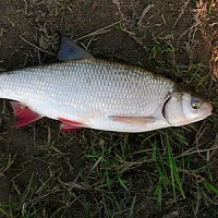 Jelec jeseň (Leuciscus idus) - ChovZvířat.cz