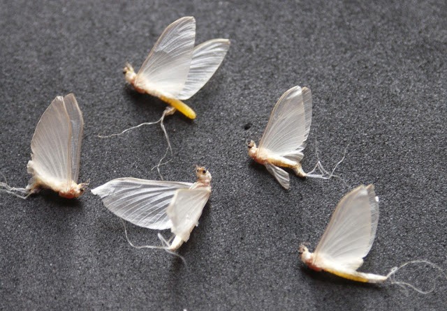 Jepice podenka (Ephoron virgo) - ChovZvířat.cz