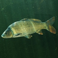Kapr obecný (Cyprinus carpio) - ChovZvířat.cz