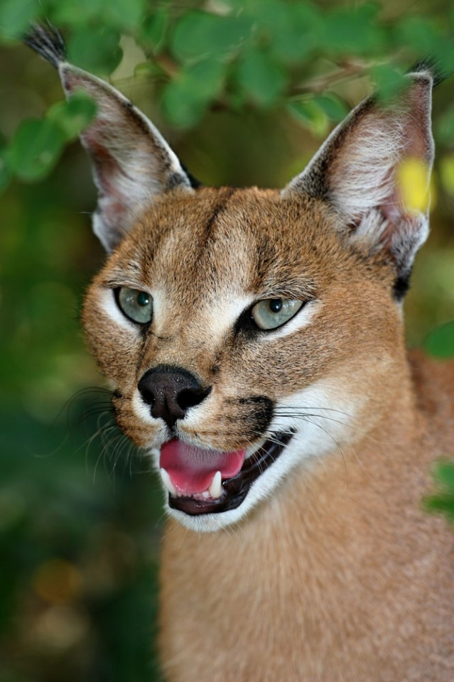 Karakal (Caracal caracal) - ChovZvířat.cz