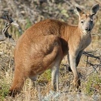 Klokan horský (Macropus robustus) - ChovZvířat.cz
