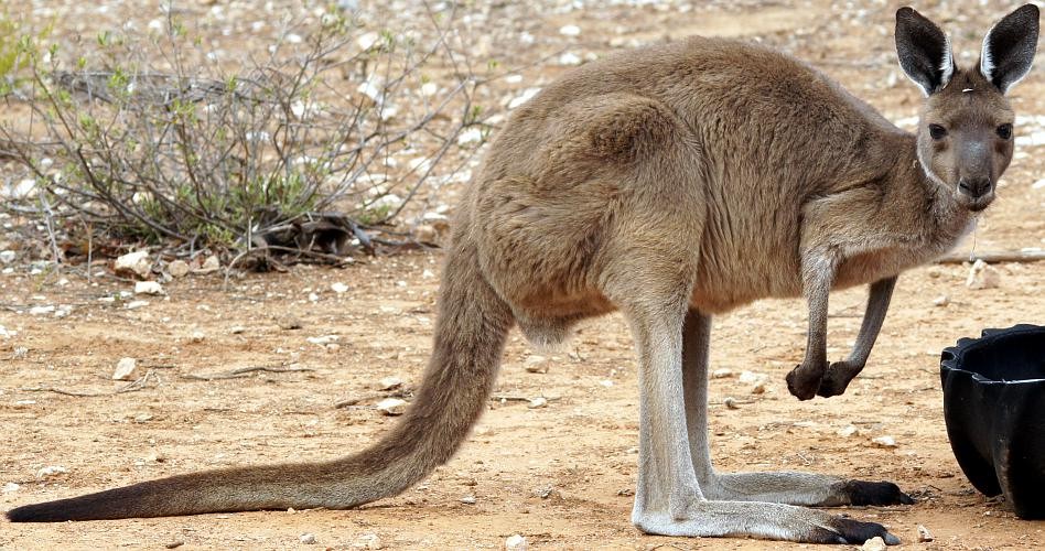 Klokan velký (Macropus fuliginosus) - ChovZvířat.cz