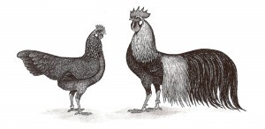 Kokrháč totenko (Gallus gallus f. domestica) - ChovZvířat.cz