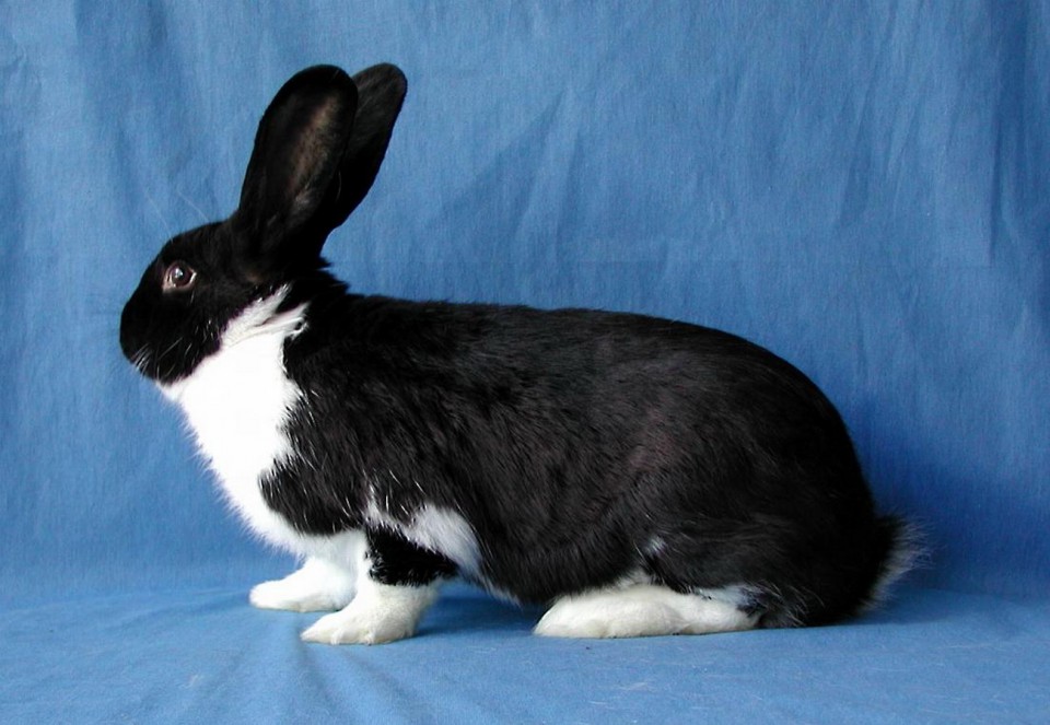 Králík meklenburský strakáč - ChovZvířat.cz