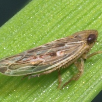 Křísek polní (Psammotettix alienus) - ChovZvířat.cz