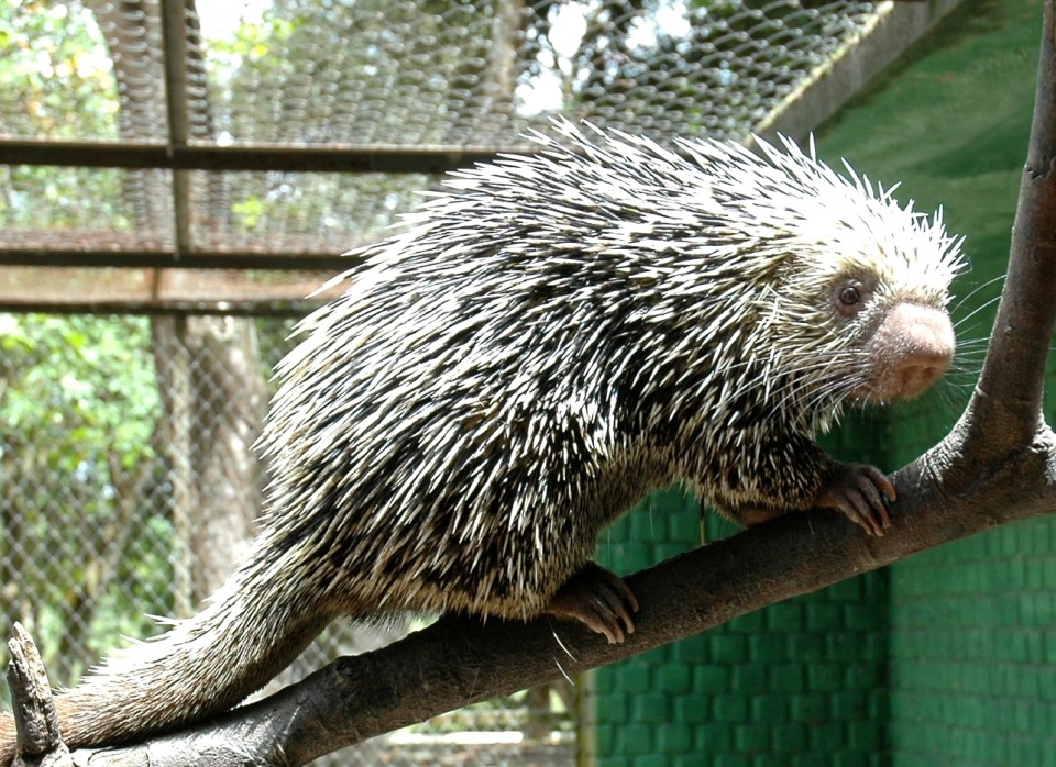 Kuandu obecný (Coendou prehensilis) - ChovZvířat.cz