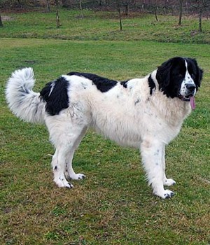 Landseer (Landseer) - ChovZvířat.cz