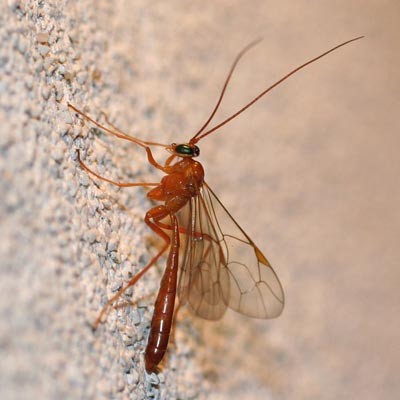 Lumek žlutý (Ophion luteus) - ChovZvířat.cz