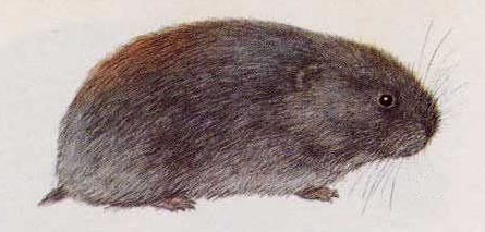 Lumík lesní (Myopus schisticolor) - ChovZvířat.cz