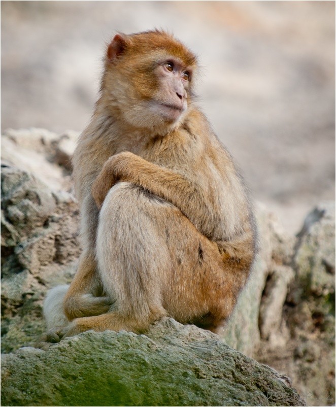 Makak magot (Macaca sylvanus) - ChovZvířat.cz