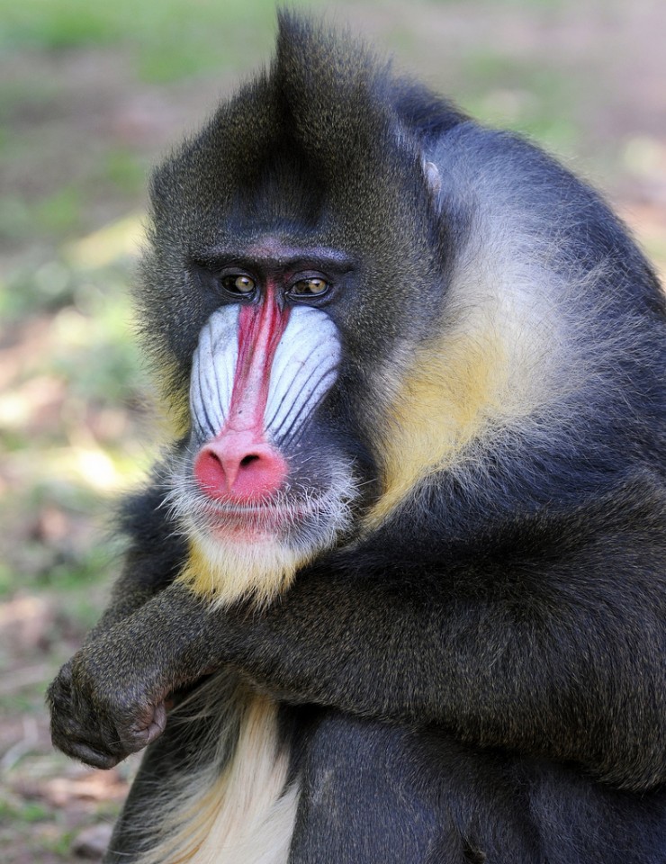 Mandril (Mandrillus sphinx) - ChovZvířat.cz