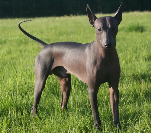 Mexický naháč (Xoloitzcuintle) - ChovZvířat.cz