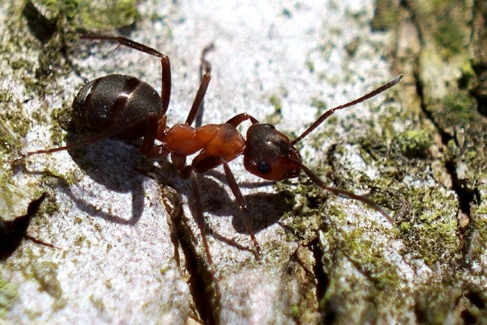 Mravenec lesní (Formica rufa) - ChovZvířat.cz