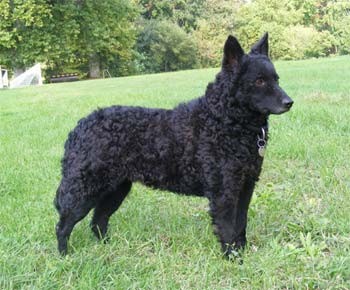 Mudi (Mudi) - ChovZvířat.cz