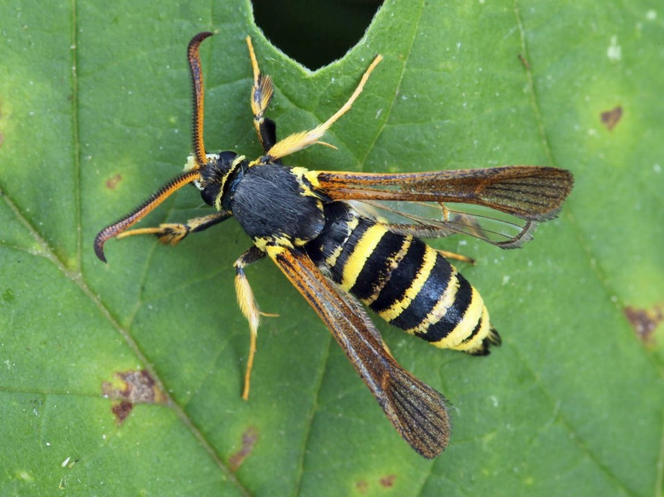 Nesytka ovádová (Paranthrene tabaniformis) - ChovZvířat.cz