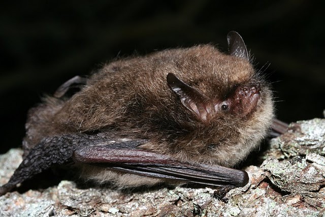 Netopýr Brandtův (Myotis brandtii) - ChovZvířat.cz