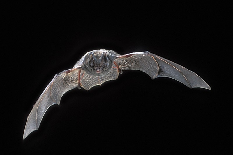 Netopýr černý (Barbastella barbastellus) - ChovZvířat.cz