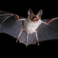 Netopýr dlouhonohý (Myotis capaccinii) - ChovZvířat.cz