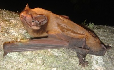 Netopýr obrovský (Nyctalus lasiopterus) - ChovZvířat.cz