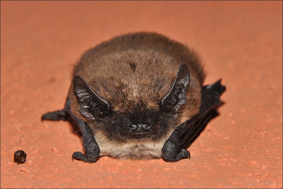 Netopýr Saviův (Hypsugo savii) - ChovZvířat.cz
