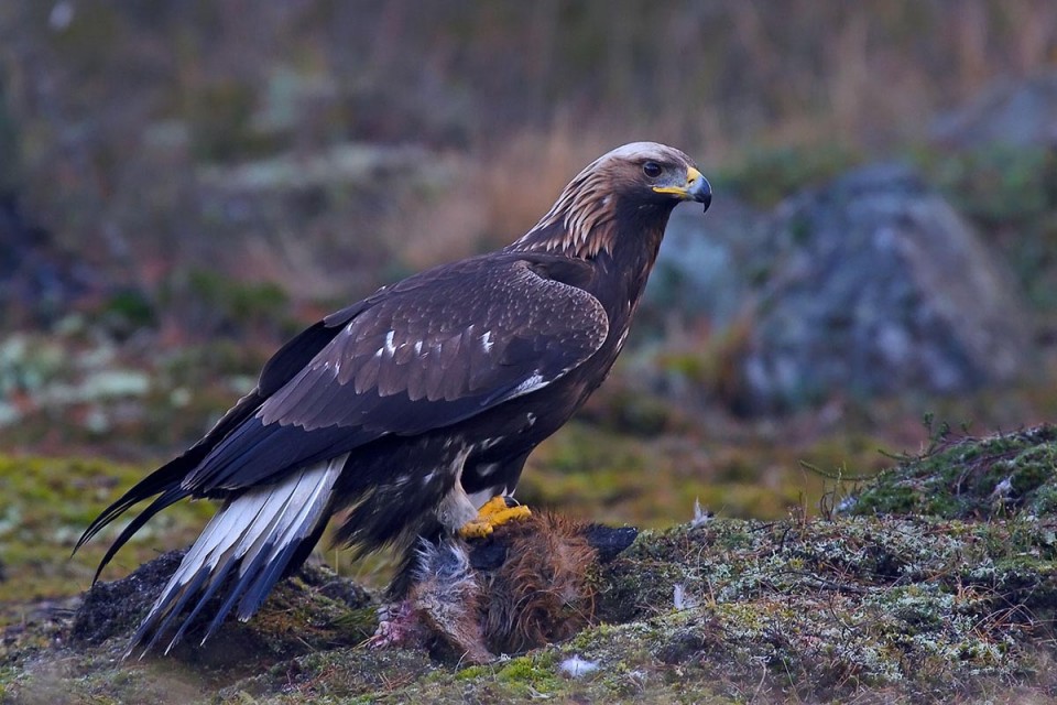 Orel skalní (Aquila chrysaetos) - ChovZvířat.cz
