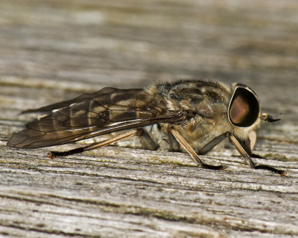 Ovád hovězí (Tabanus bovinus) - ChovZvířat.cz