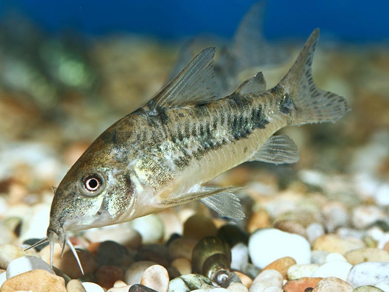 Pancéřníček skvrnitý (Corydoras paleatus) - ChovZvířat.cz